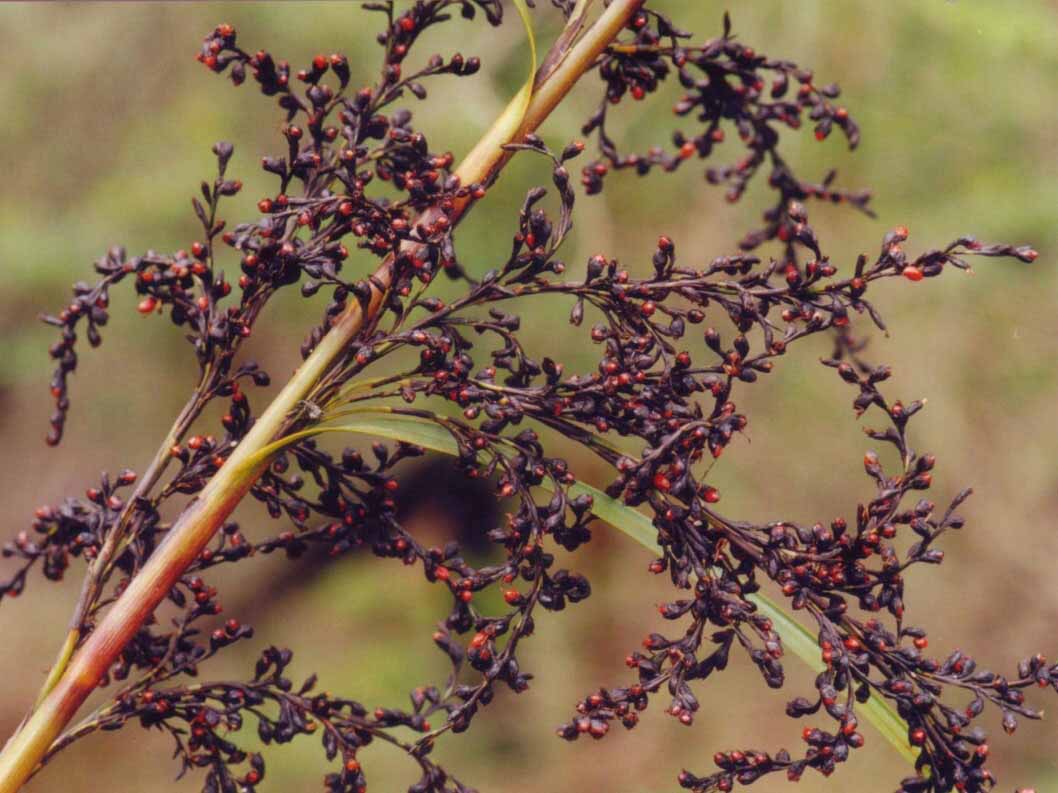 Australian Plants Society: Sutherland Group home page: Search
