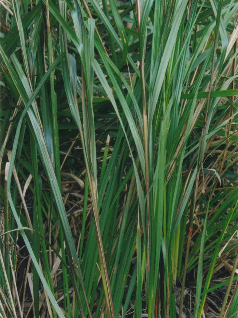 Australian Plants Society: Sutherland Group home page: Search