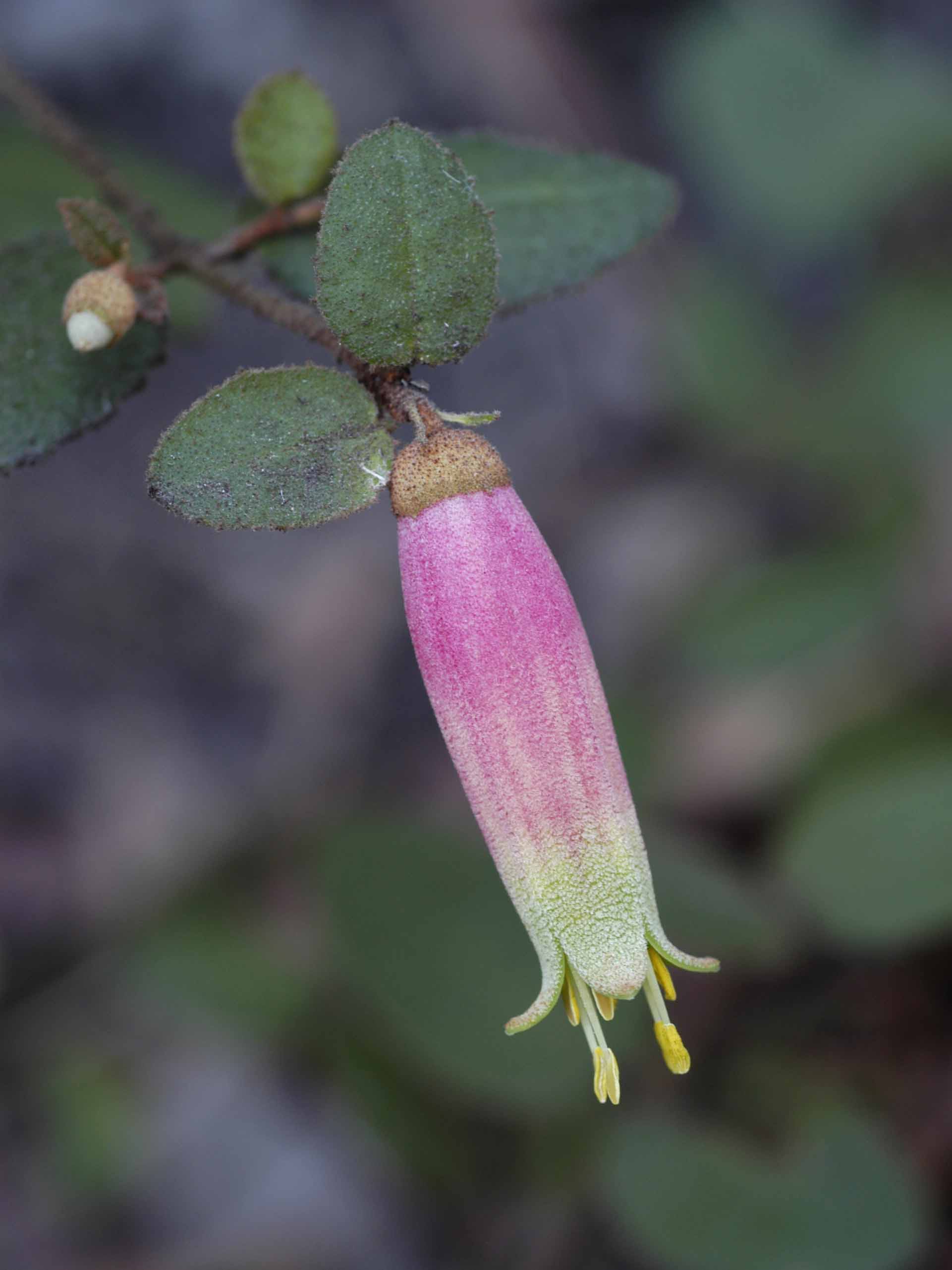 Australian Plants Society: Sutherland Group home page: In Flower in RNP