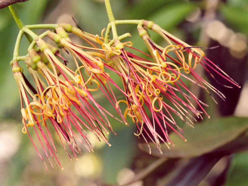 Australian Plants Society: Sutherland Group home page: In Flower in RNP