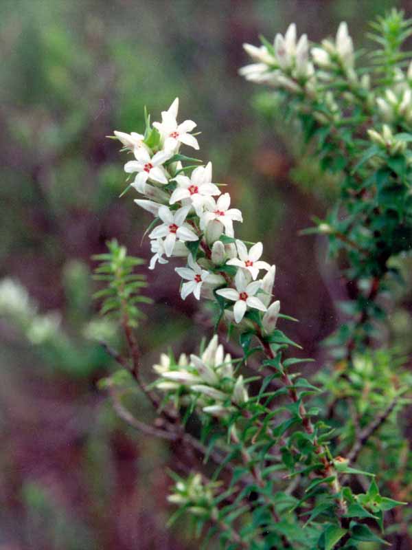 Australian Plants Society: Sutherland Group home page: In Flower in RNP