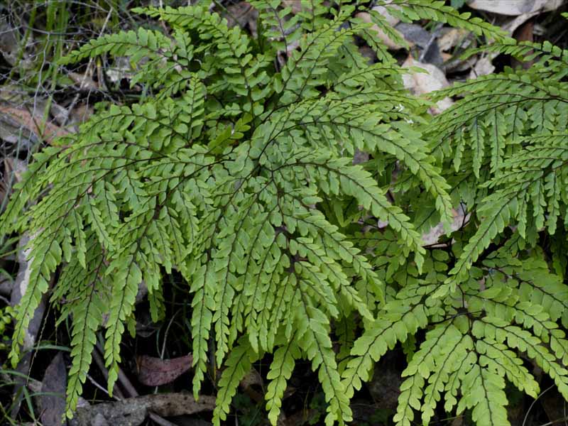 Australian Plants Society: Sutherland Group home page: Search