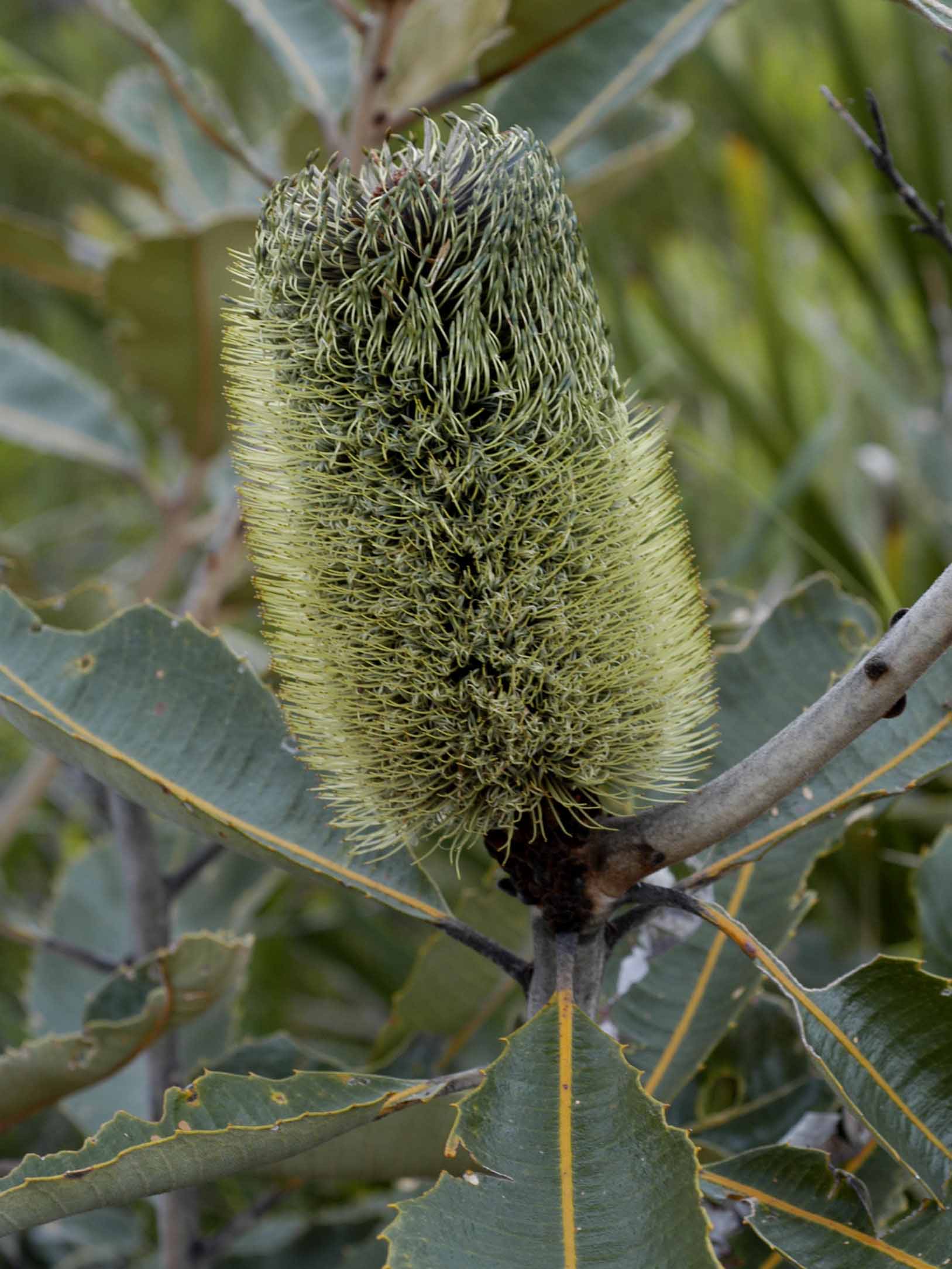 Australian Plants Society: Sutherland Group home page: Search