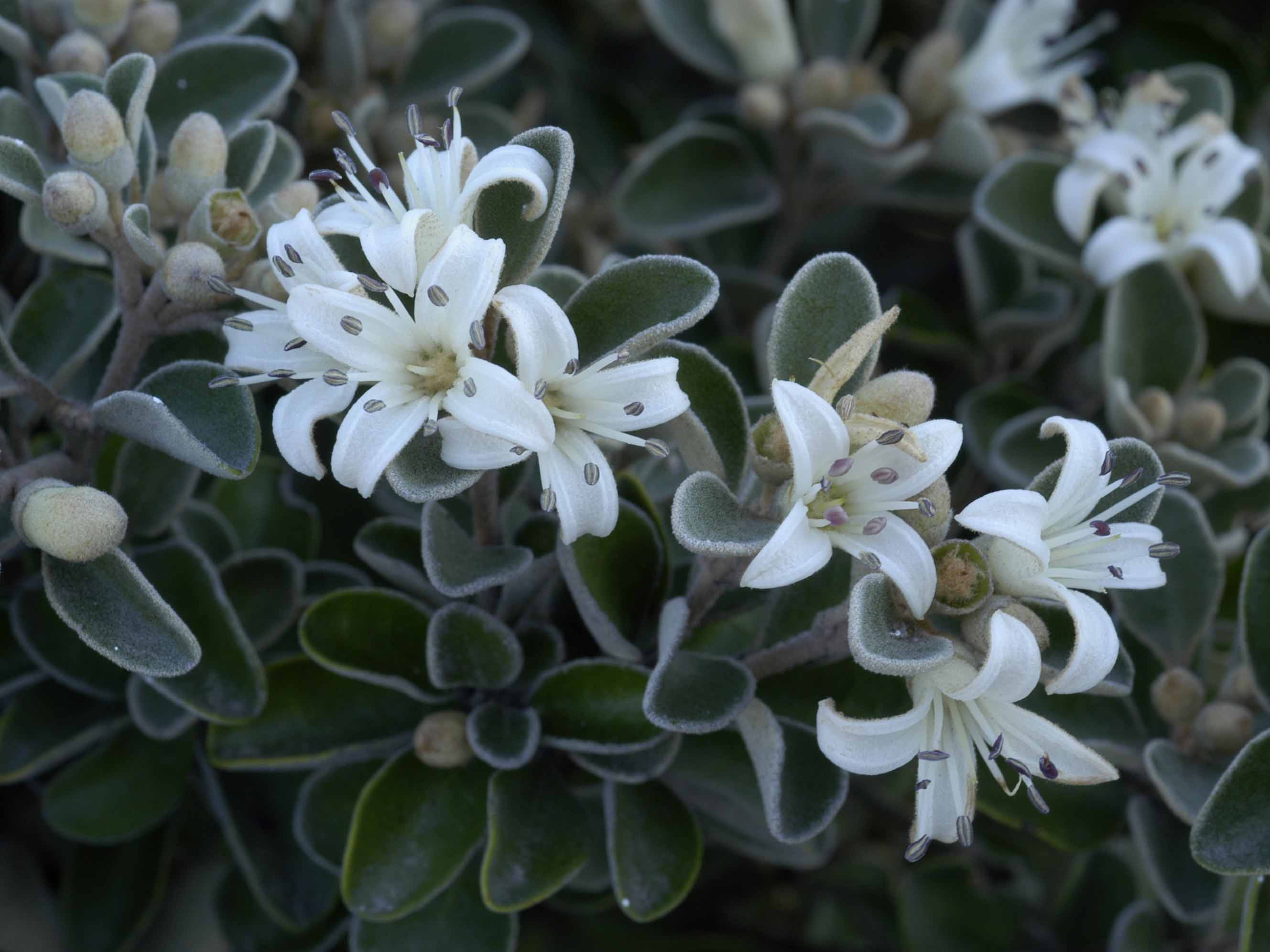 Australian Plants Society: Sutherland Group home page: Search