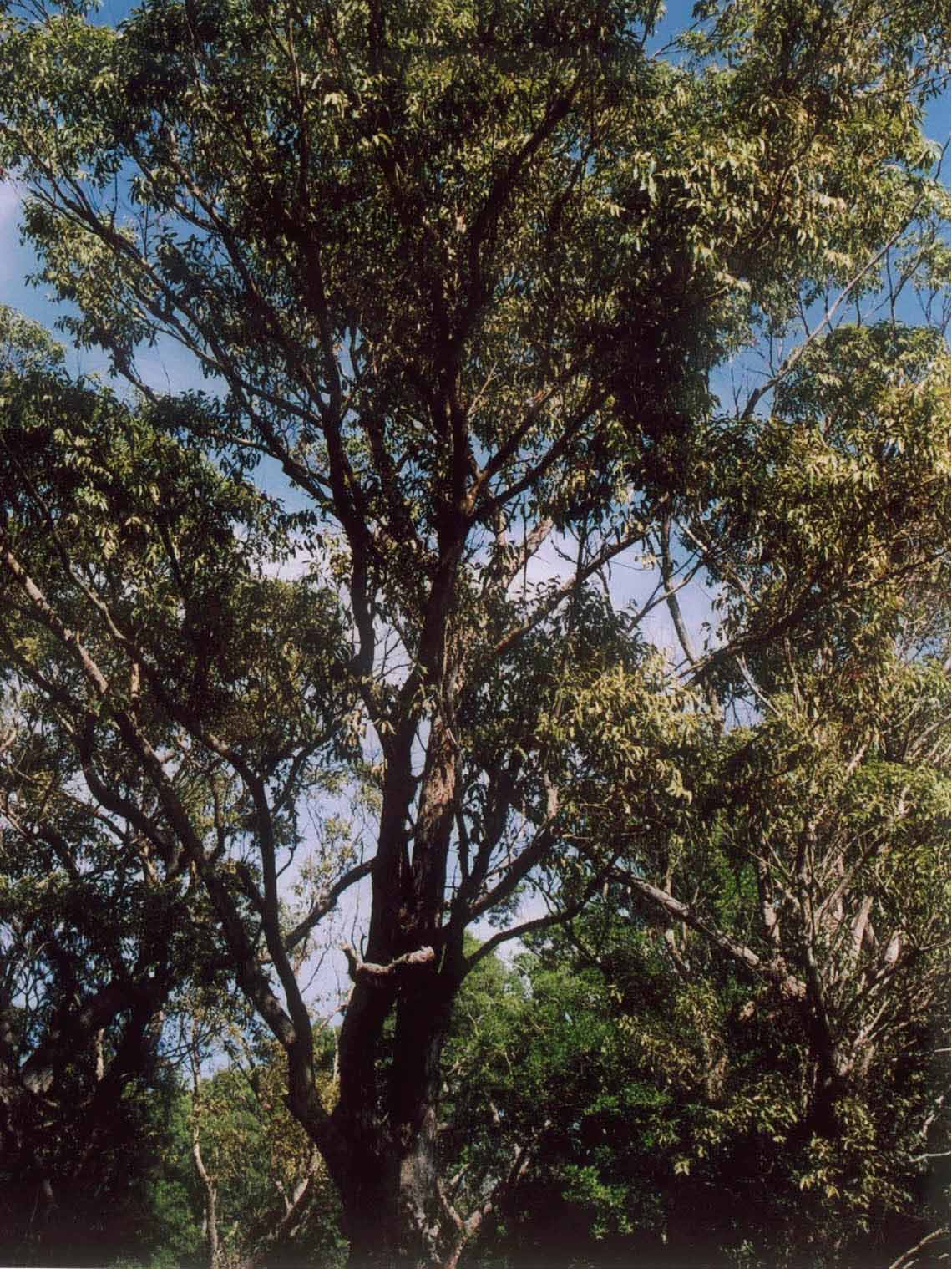 Australian Plants Society: Sutherland Group home page: In Flower in RNP