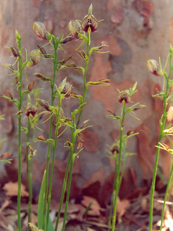 Australian Plants Society: Sutherland Group home page: In Flower in RNP